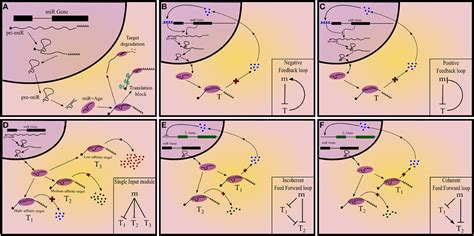 Frontiers Non Coding Rna Interact To Regulate Neuronal Development And Function