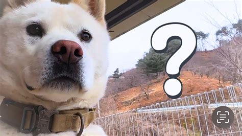 순돌대장 너희들 다 헤쳐 모여~”🫡옙 충성 Youtube