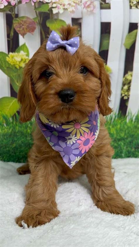 Mini Cavapoo Tory Puppy For Sale