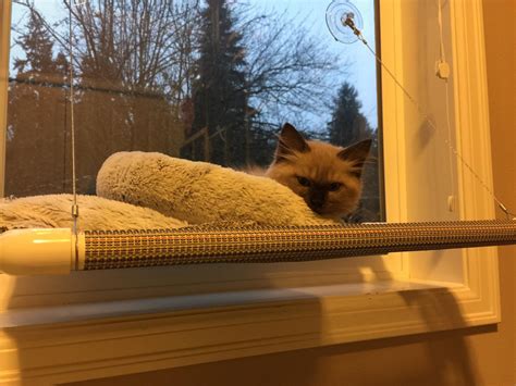 Pictures Kitty Cot Original™