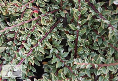 Cotoneaster Atropurpureus Variegatus C Horizontalis Variegatus