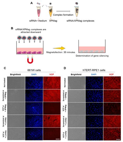 Efficient Ocular Delivery Of Vcp Sirna Via Reverse Magnetofection In Rho P23h Rodent Retina