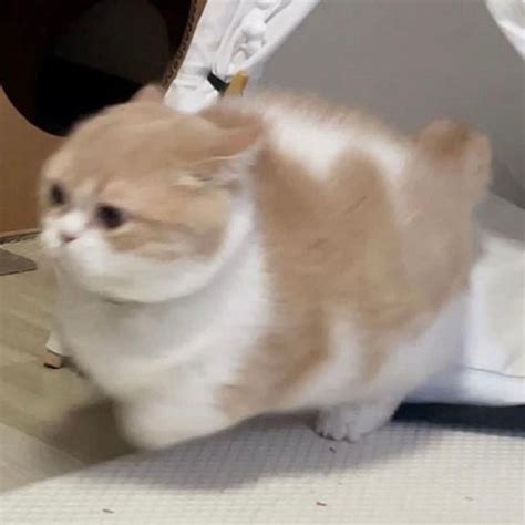 猫猫表情包图片可爱表情包图片素材 花瓣网