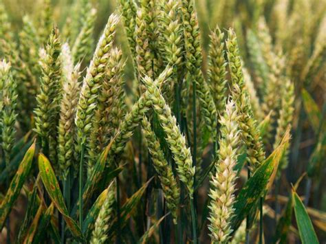 Wheat Rust The Fungal Disease That Threatens To Destroy The World Crop