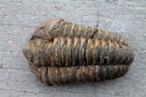 Free Photo Fossil Trilobite Fossils Free Image On Pixabay 96303