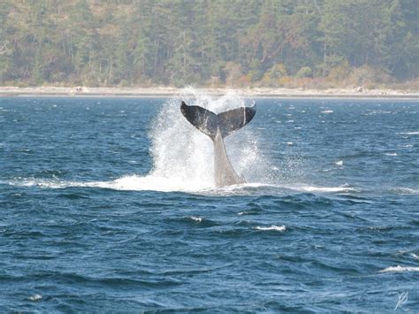 Tail Slaps And Sea Snacks Springtide Whale Watching