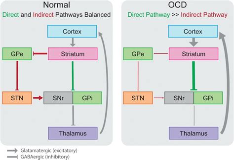 Ocd Direct And Indirect Pathway Cstc Circut Dr Srinivas Rajkumar Md