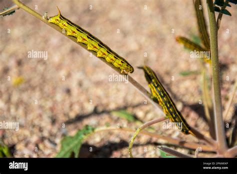 These Sphinx Moth Caterpillars Are Busy Munching On An Evening Primrose