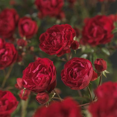 ‘Morsdag’