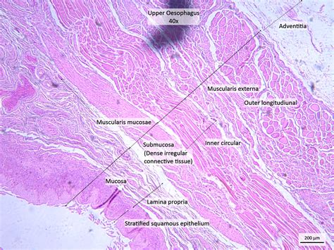 Pharynx Histology
