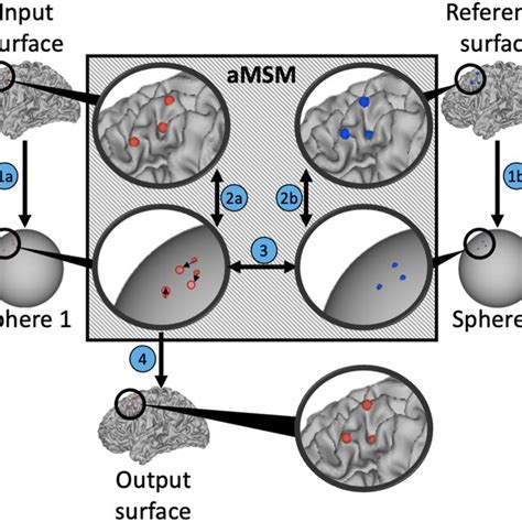 Longitudinal Registration With Amsm Physical Deformation Of The Download Scientific Diagram
