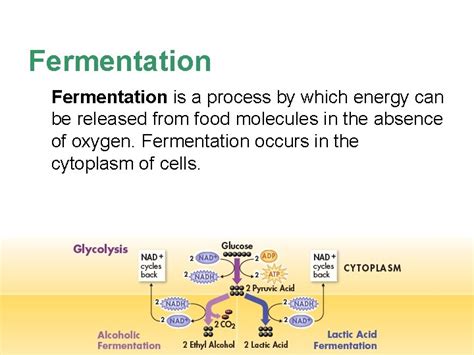 Lesson Overview 9 3 Fermentation THINK ABOUT IT