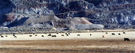 Yiying Zhangs Home Page