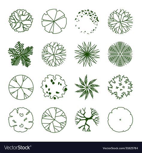 Tree Plan Vector At Gerald Sherrill Blog