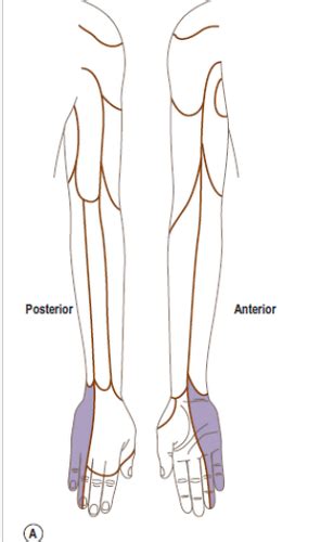 Peripheral Nerve Distribution Flashcards Quizlet
