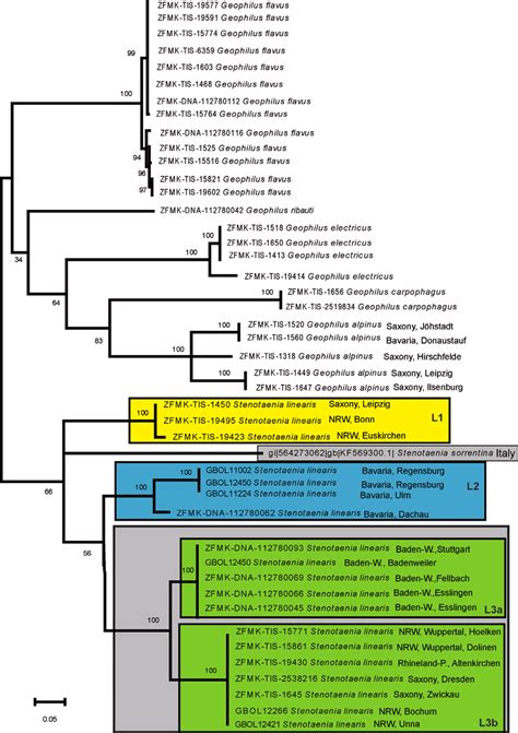 Maximum Likelihood Tree 1000 Bootstrap Replicates L1 L3 S Linearis