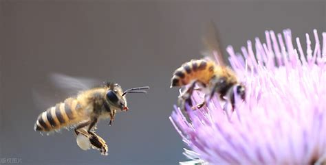 Why Do Bees Buzz In Flight Inews