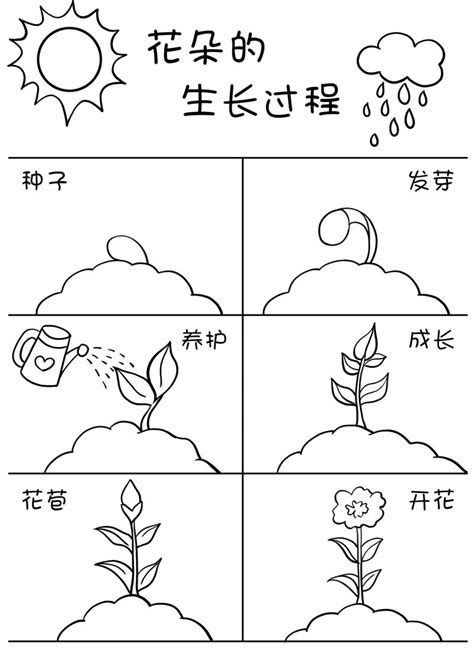 种子的生长的简笔画 简笔画图片大全