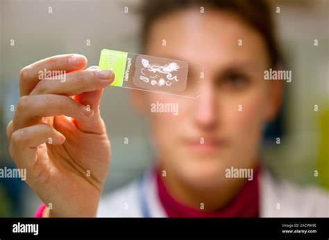 Rat Tissue For Analysis Slide Of Rat Tissue Including Organs And The Digestive System For