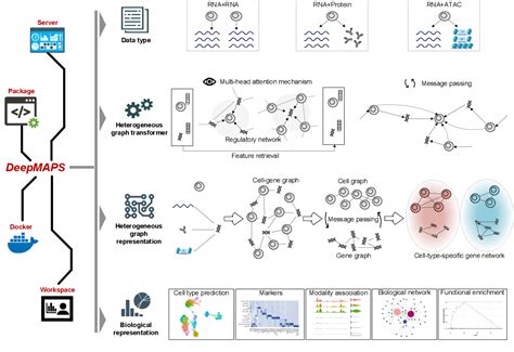 Figure From DeepMAPS Single Cell Biological Network Inference Using Heterogeneous Graph