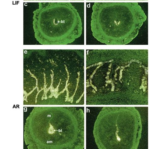 in situ hybridization of prlr mrna in the periimplantation mouse embryo