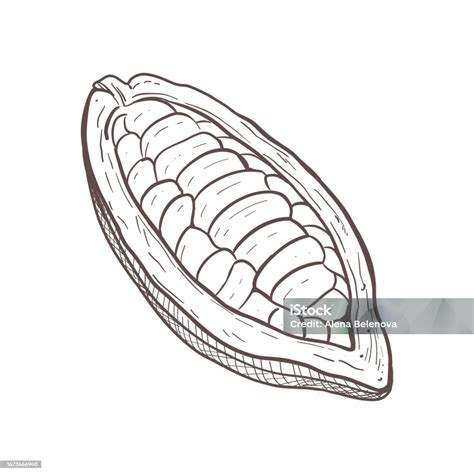 껍질을 벗기지 않은 생 코코아 콩 꼬투리가 씨앗으로 가득 찬 벡터 그림 카카오 열매의 검은색 Scillfull 윤곽 그래픽 그림 엽서 디자인 및 구성 장식 인쇄물 포스터