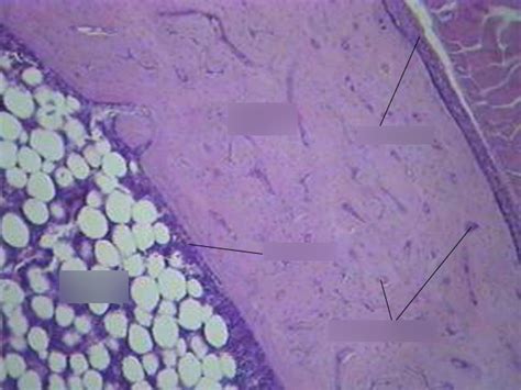 Decalcified Bone 2 Diagram Quizlet