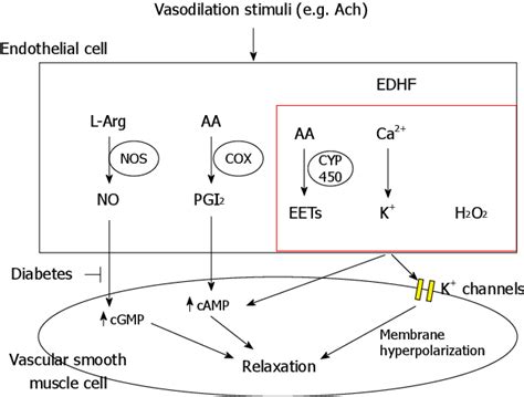 Figure 1 From Endothelium Derived Hyperpolarizing Factor And Diabetes