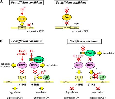 Schematic Representation Of The Fur And Irp Ire Systems A Regulation