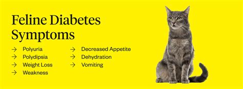 Feline Diabetes Symptoms 7 Signs To Watch For Dutch