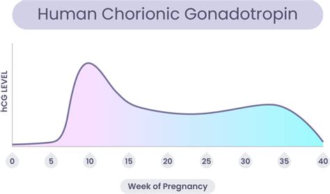 Pregnancy Hormone Levels Hormones After Chemical Pregnancy