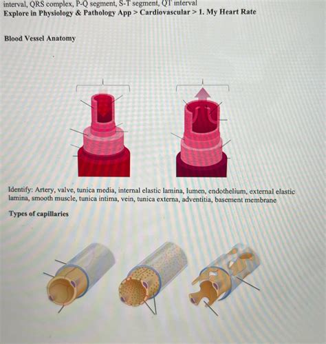 Solved Anatomy And Physiology Interval QRS Complex P Q Segment S T Course Hero