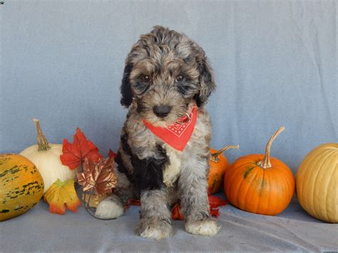 Bear Medium Mini Sheepadoodle Puppy For Sale In Ohio