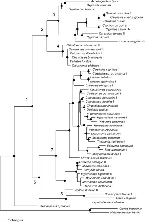 majority rule consensus tree of 2000 bootstrap replicates from maximum