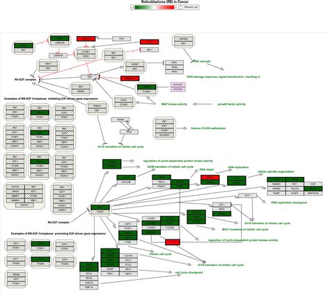 Microarray Gene Expression Profiling In Colorectal Hct116 And