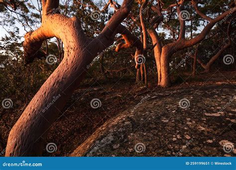 Scenic View Of Gum Trees At Sunset With Glowing Trunks In Bouddi National Park On Nsw Central