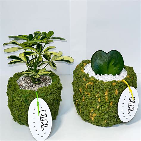 피엘피엘 무늬 홍콩야자 하트호야 X Forest Pot 키우기쉬운식물 플랜테리어 식물선물 위시버킷