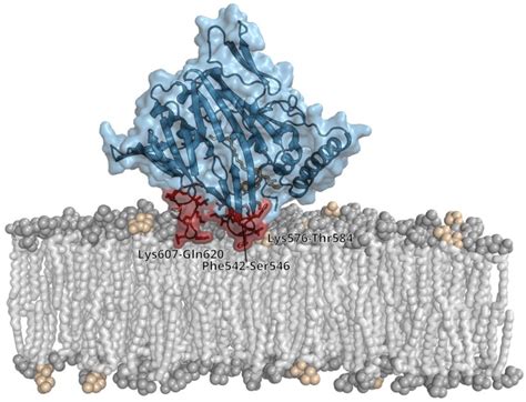 Crystal Structure Of The Orp8 Lipid Transport Ord Domain Model Of