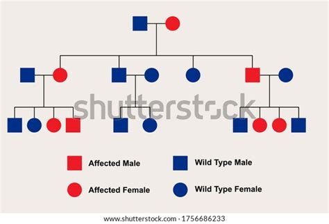 Pedigree Chart Inheritance Sexlinked Dominant Inheritance Stock Vector Royalty Free