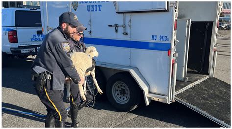 On the lam! Sheep that escaped Sunset Park slaughterhouse settles in New Jersey sanctuary ...