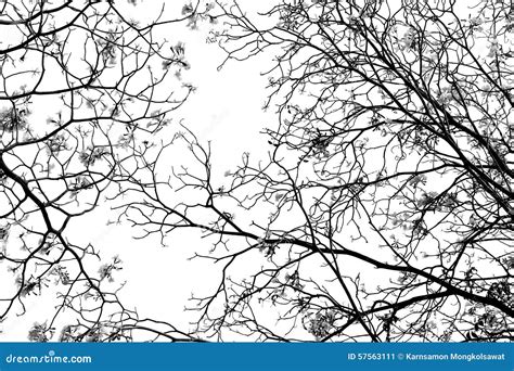 Leafless Tree Branch Black And White Tone Background Stock Image