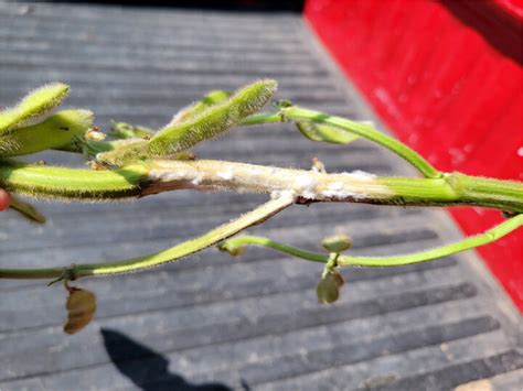 Sclerotinia Stem Rot Cropwatch Nebraska