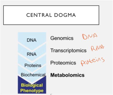 Omics Lesson 6 Flashcards Quizlet