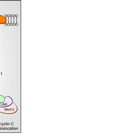 Cdk8 Module Cd8 Cyclin C Med12 And Med13 Regulation By The Cwi Mapk Download Scientific