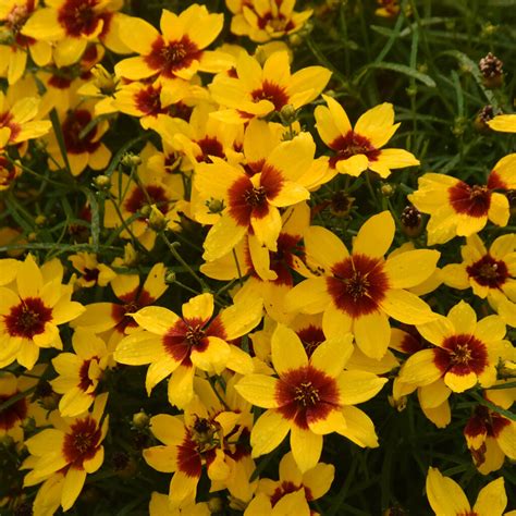 Designer Threads® Golden Needles Threadleaf Coreopsis Coreopsis Verticillata Proven Winners
