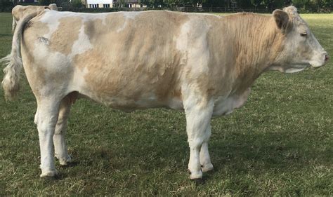 British Simmental Cattle Society