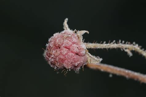 Frozen Winter Ice Free Photo On Pixabay Pixabay