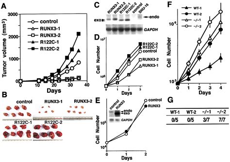 Causal Relationship Between The Loss Of Runx3 Expression And Gastric
