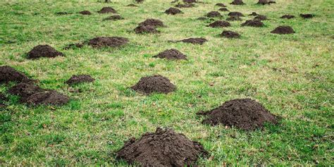 The Types Of Wasp Nests That Requires Professional Pest Control