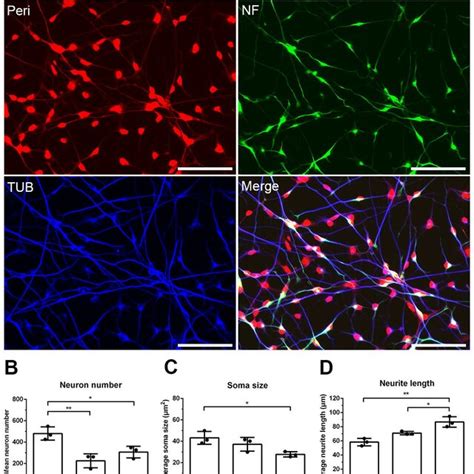 Fig S2 Relationship Of Different Neuronal Markers With Their Download Scientific Diagram